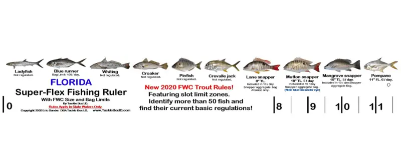 Best Fish Ruler Models - 2024 Review | Gearweare.net